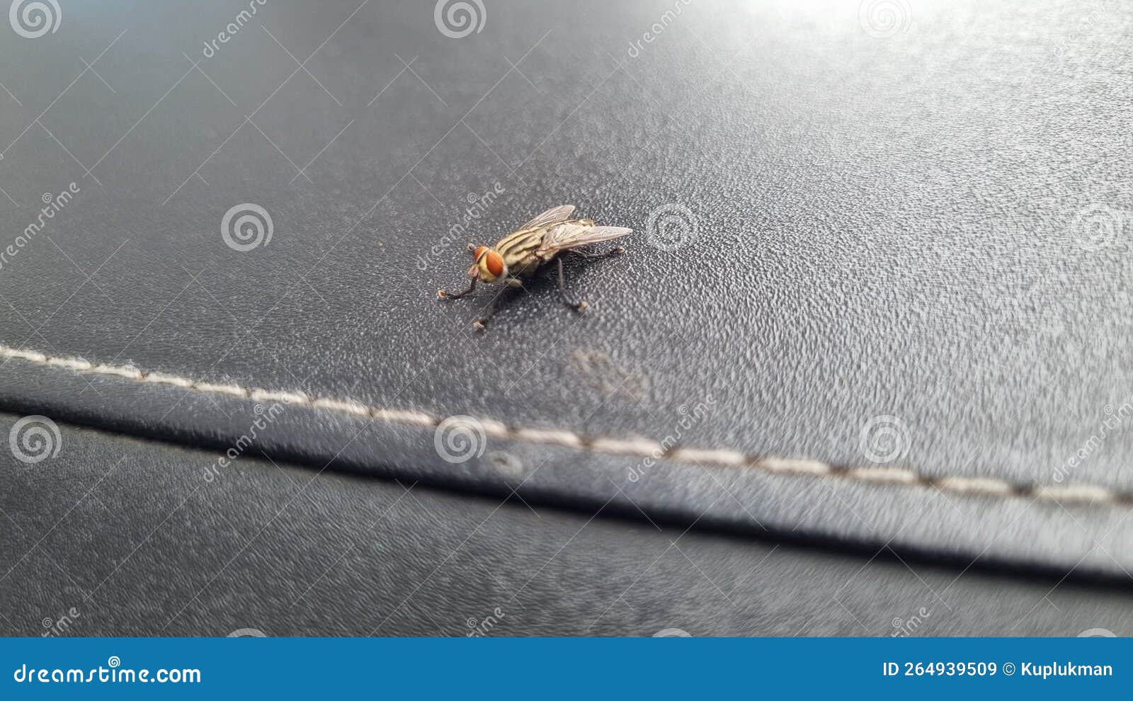 Big Flies Seen from the Side Stock Image - Image of pest, yellow: 264939509