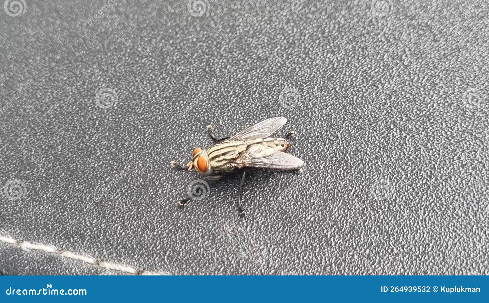 Big Flies Seen from the Upper Stock Photo - Image of wing, sand: 264939532