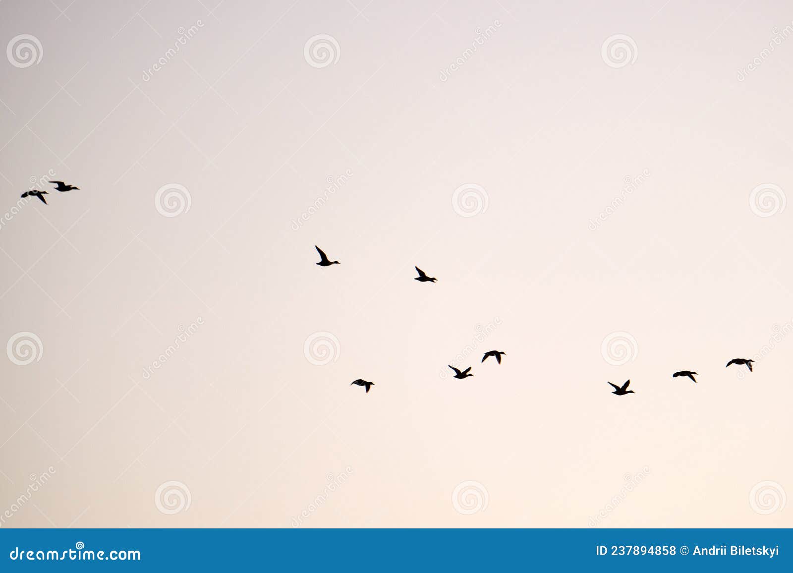 Big Flock of Crow Birds Flying Against Clear Sky Stock Photo - Image of ...