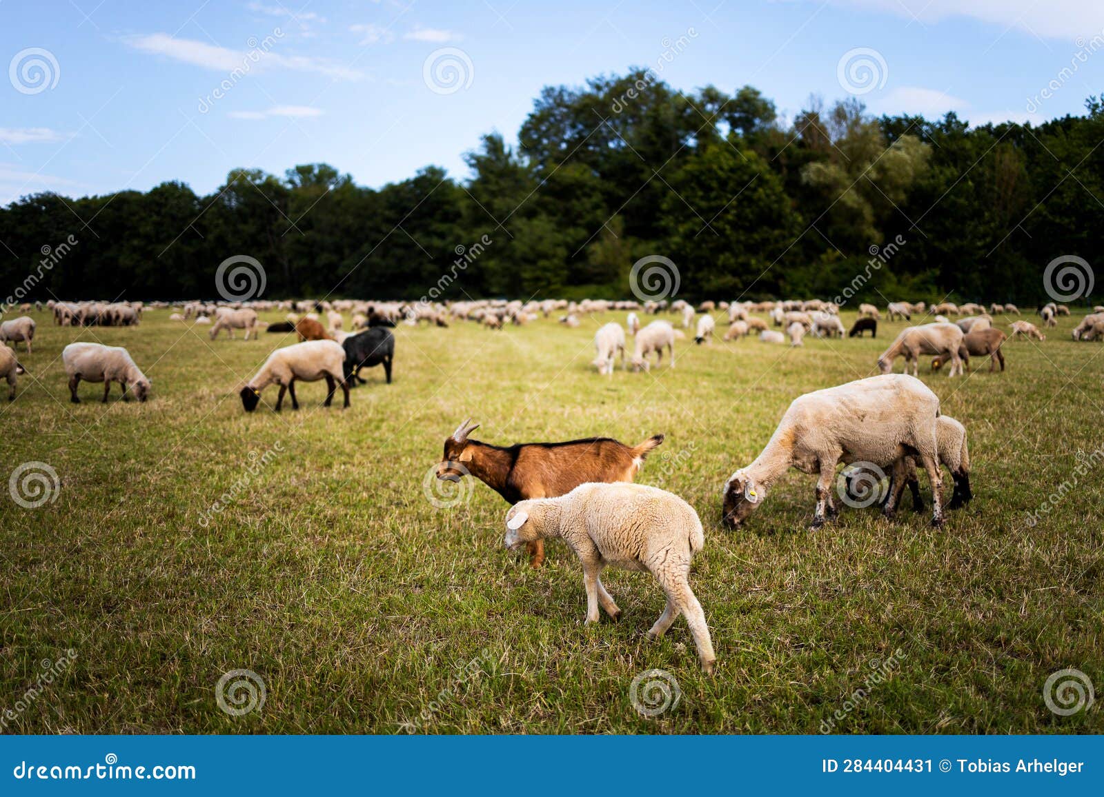 Big Flock of Sheep on a Meadow Stock Image - Image of animal, wool ...