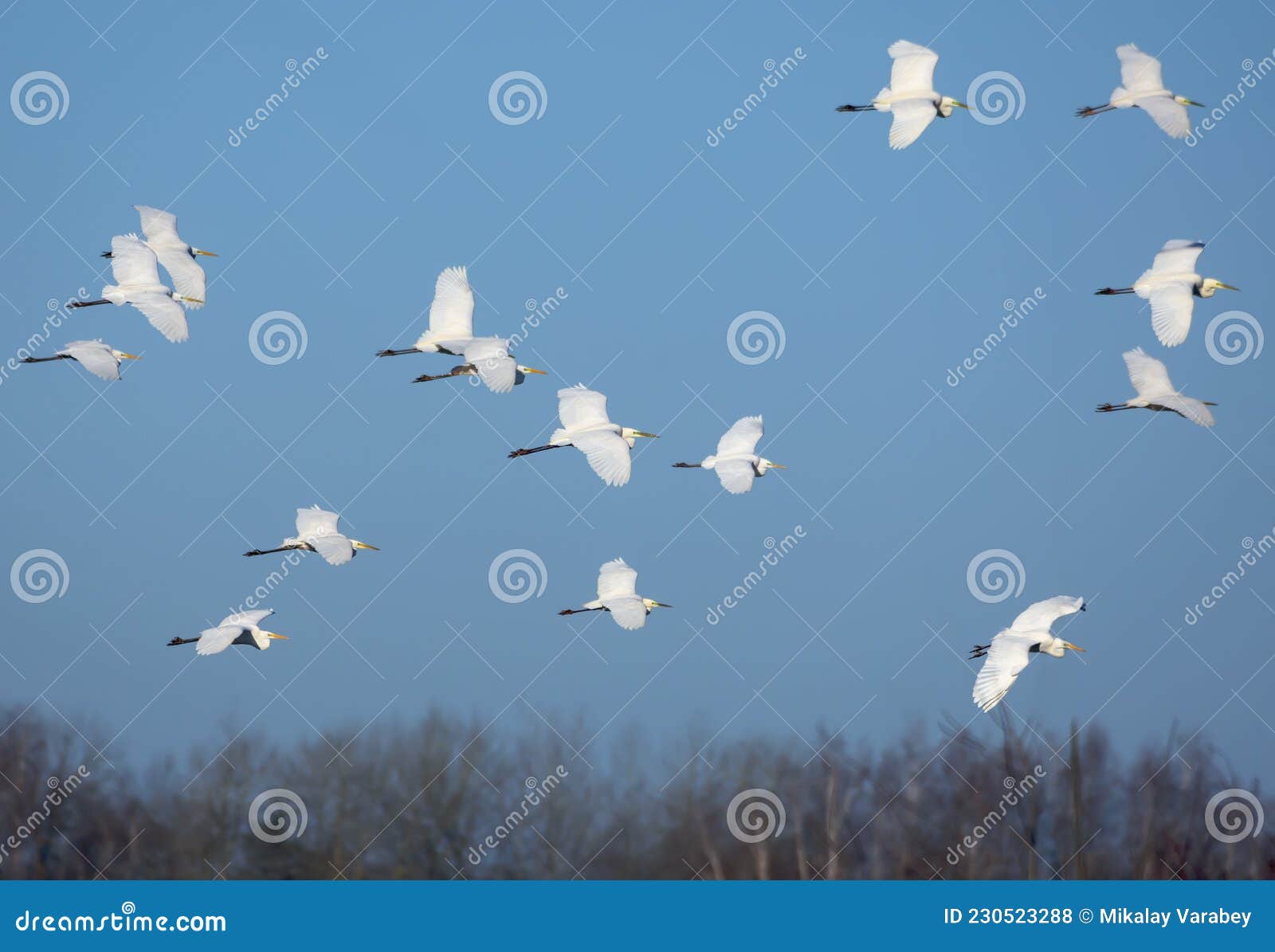 Big Flock of Soaring Great White Egrets Ardea Alba in Flight Over Clear ...