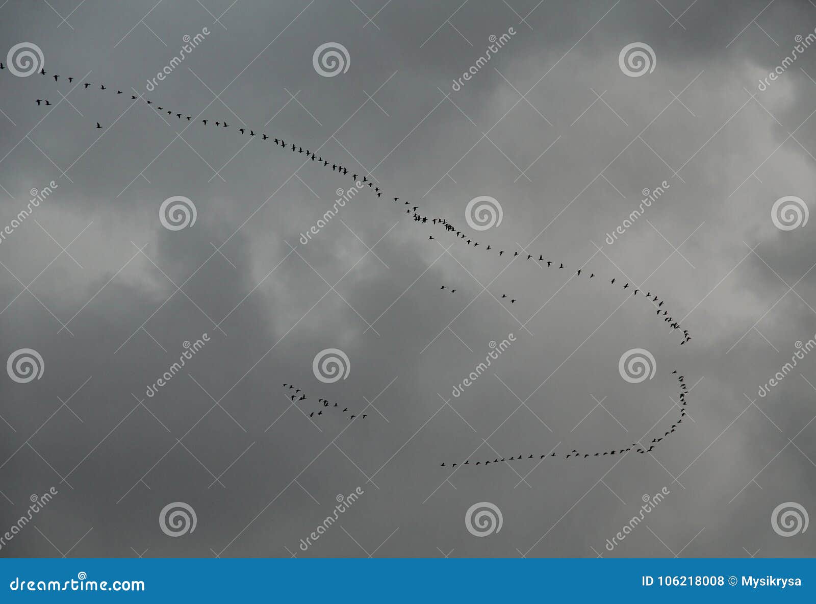 Migrating wild geese stock photo. Image of bird, draft - 106218008