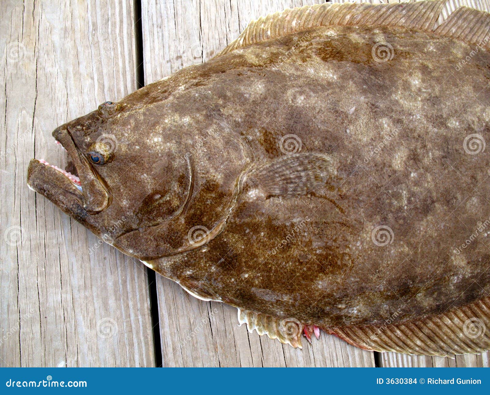 Big Flounder Photos - Free & Royalty-Free Stock Photos from Dreamstime