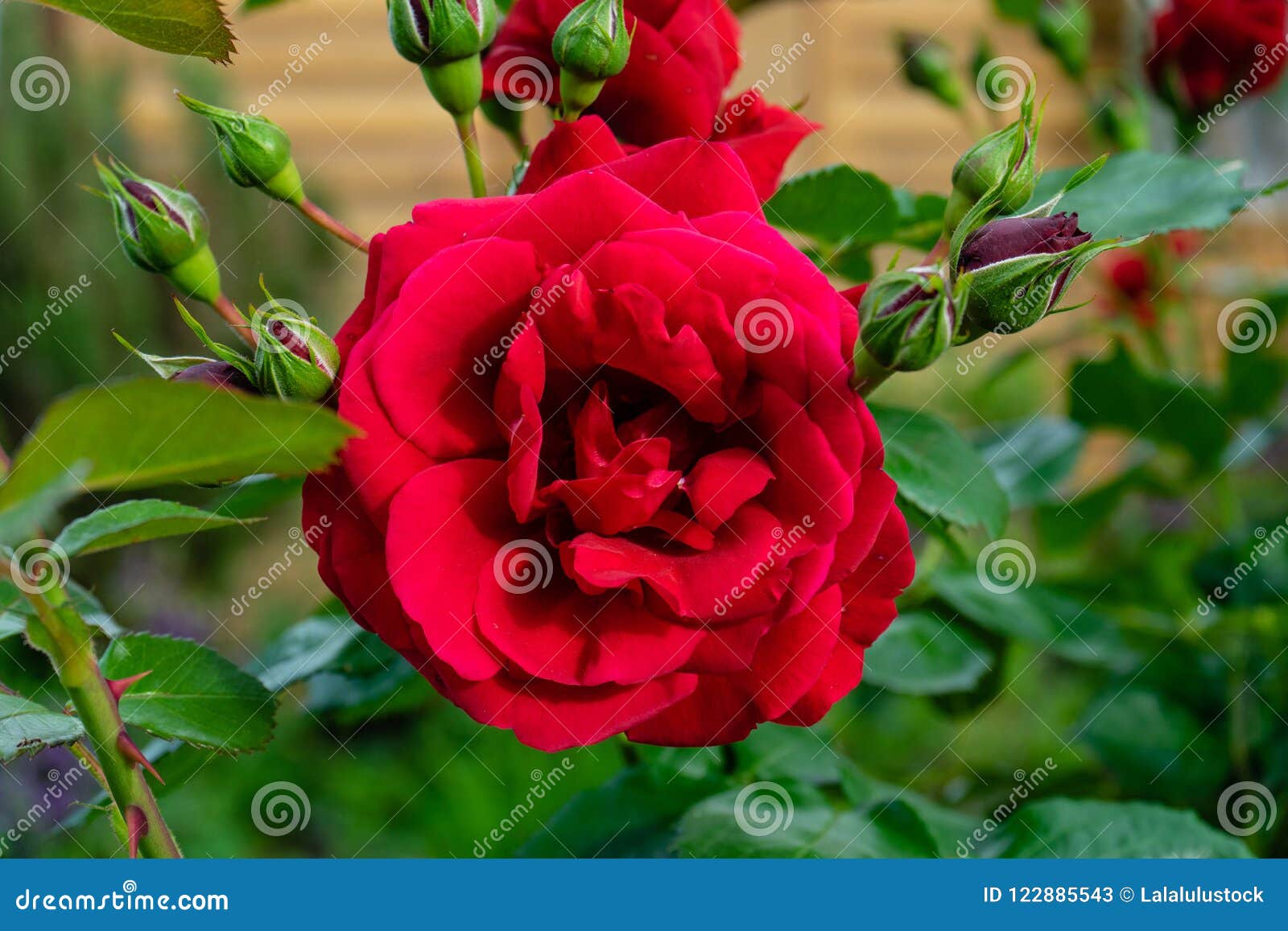 Red rose front view stock image. Image of nature, flower - 122885543