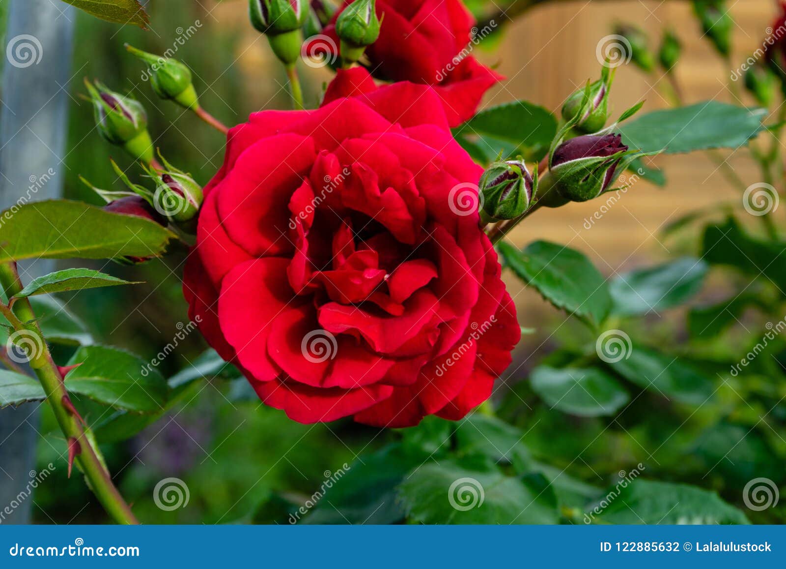 Red rose front view stock photo. Image of floral, blossom - 122885632