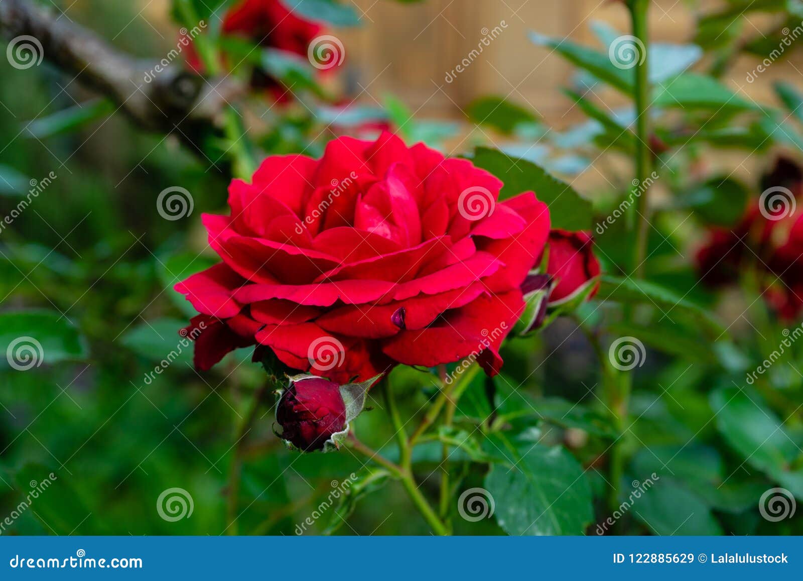 Red rose side view stock image. Image of macro, gift - 122885629