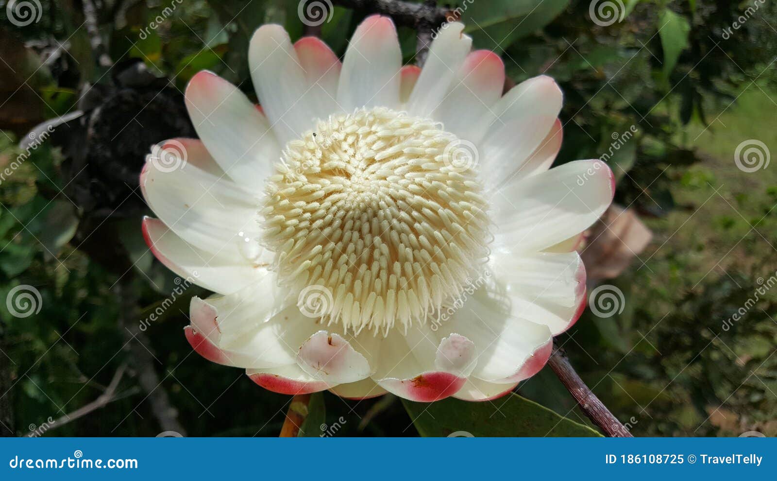 Big Flower in the Forest of Cameroon Stock Image - Image of beautiful ...