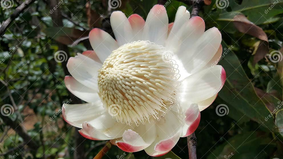 Big Flower in the Forest of Cameroon Stock Image - Image of close ...