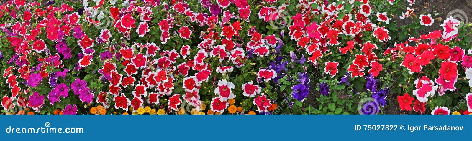 Big flower panorama stock photo. Image of panorama, garden - 75027822