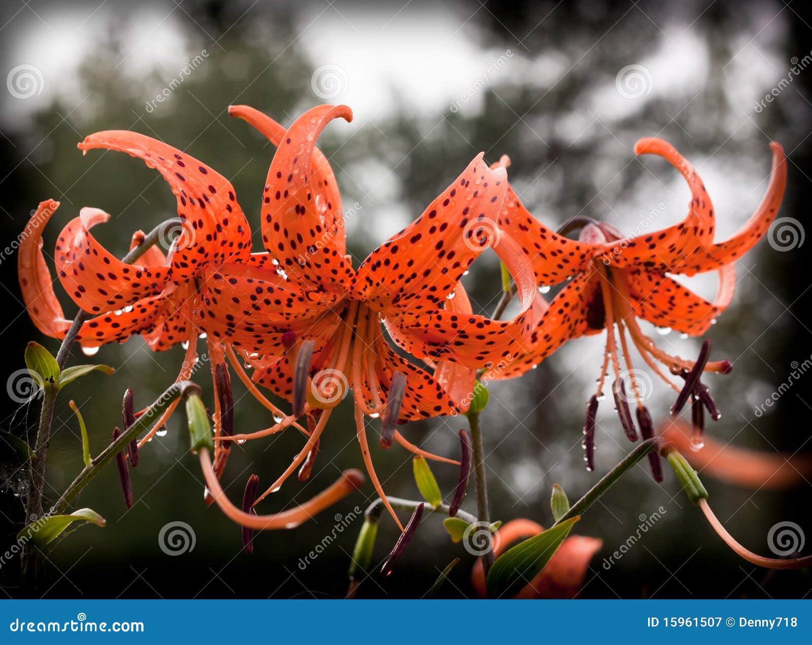The Big Flowers of Red Lilies Stock Image - Image of flowers, water ...