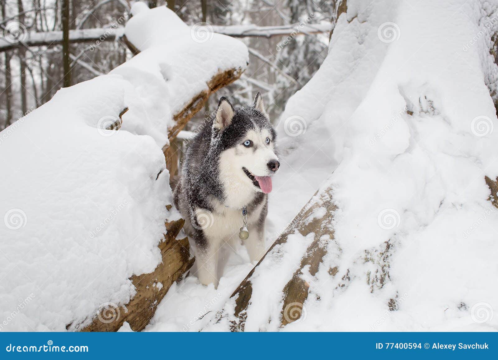 Big Fluffy Beautiful Dog on the Hunt. Winter Stock Photo - Image of ...