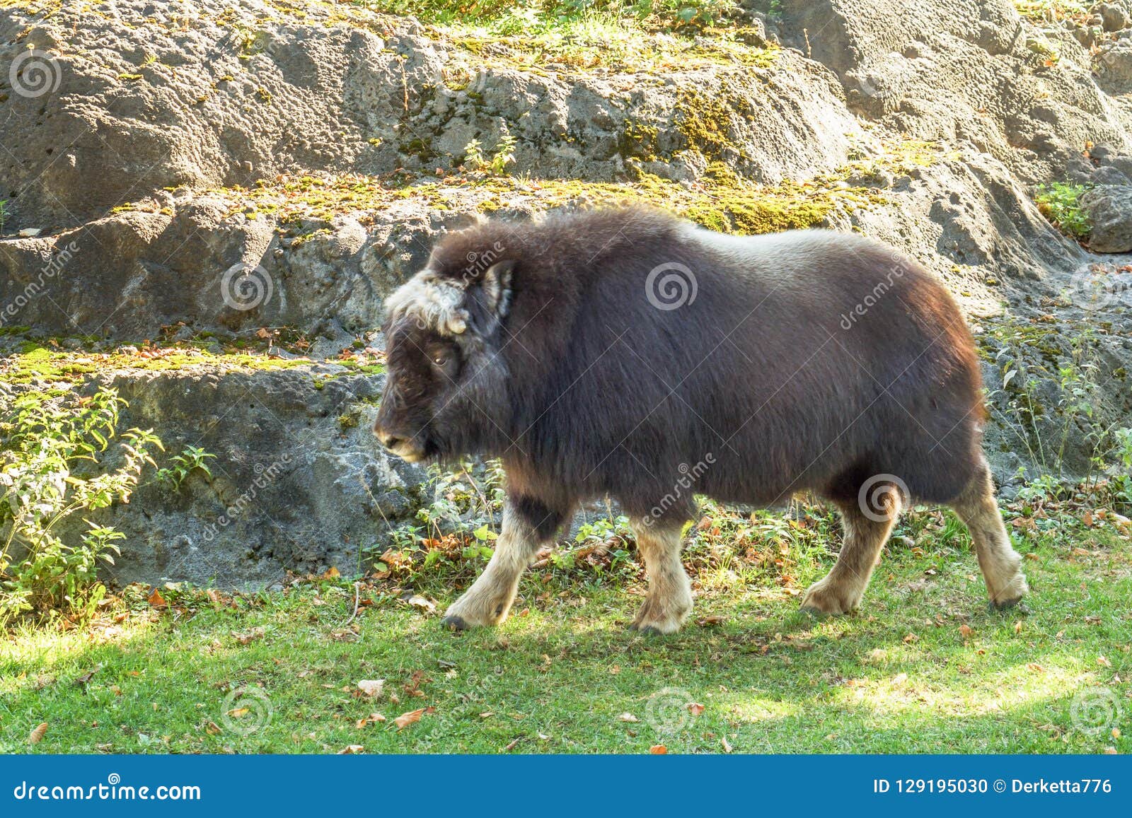 Big Fluffy Bison in Moscow Zoo on the Fall Stock Photo - Image of ...