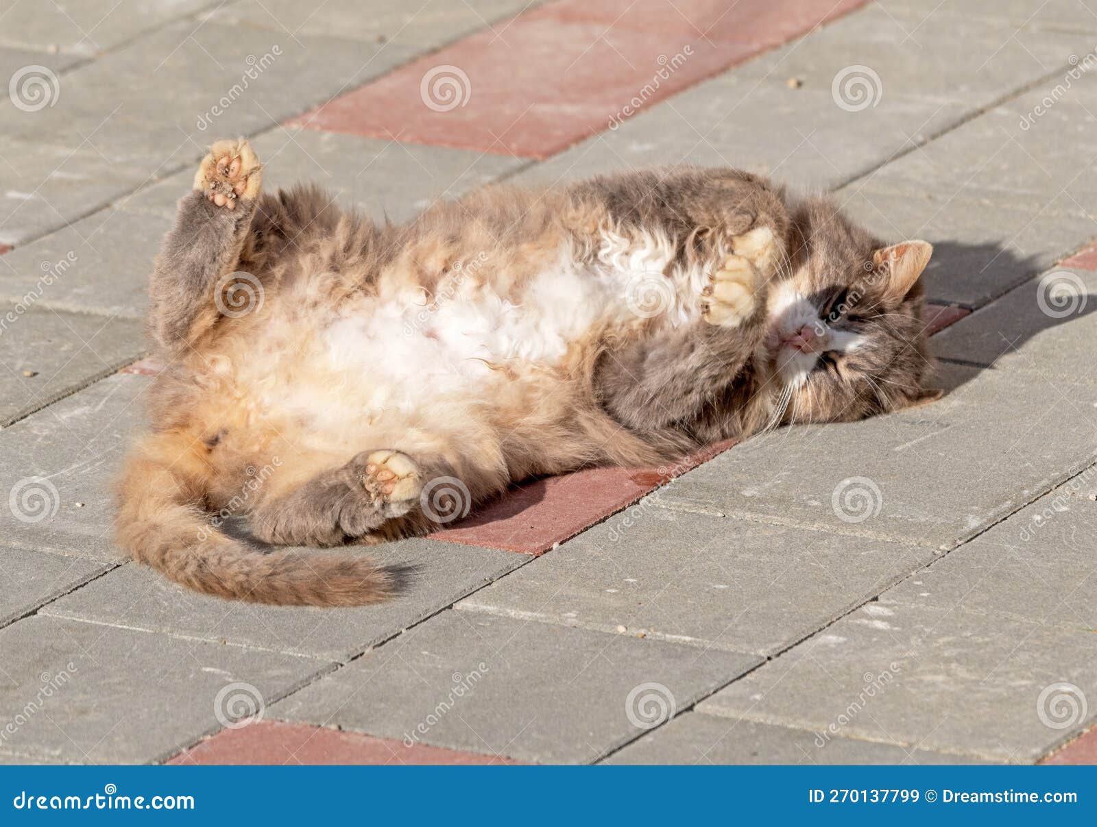 A Big Fluffy Cat is Lying on Its Back Stock Image - Image of beauty ...