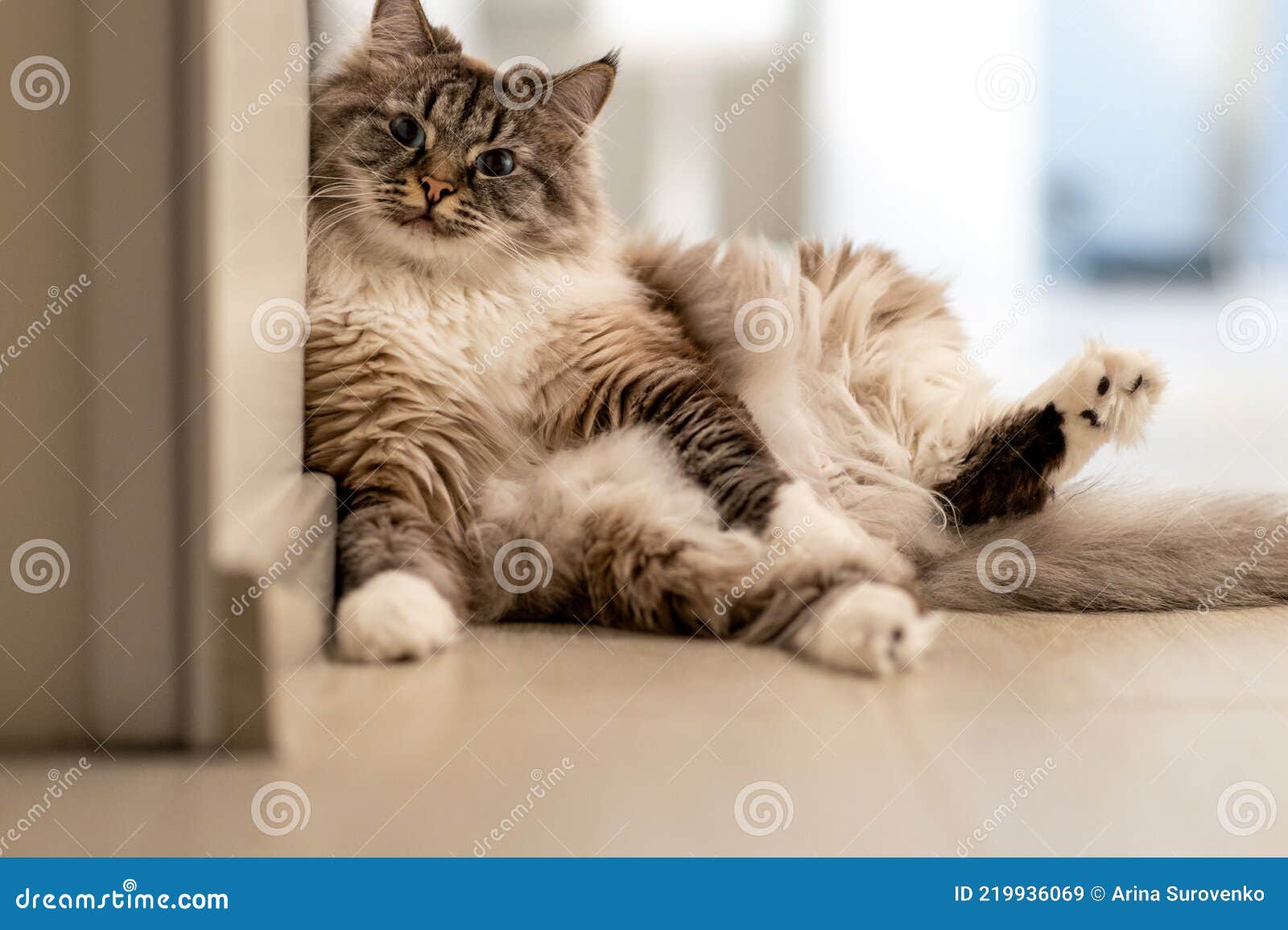 Big and fat cat. stock image. Image of curiosity, adorable - 219936069