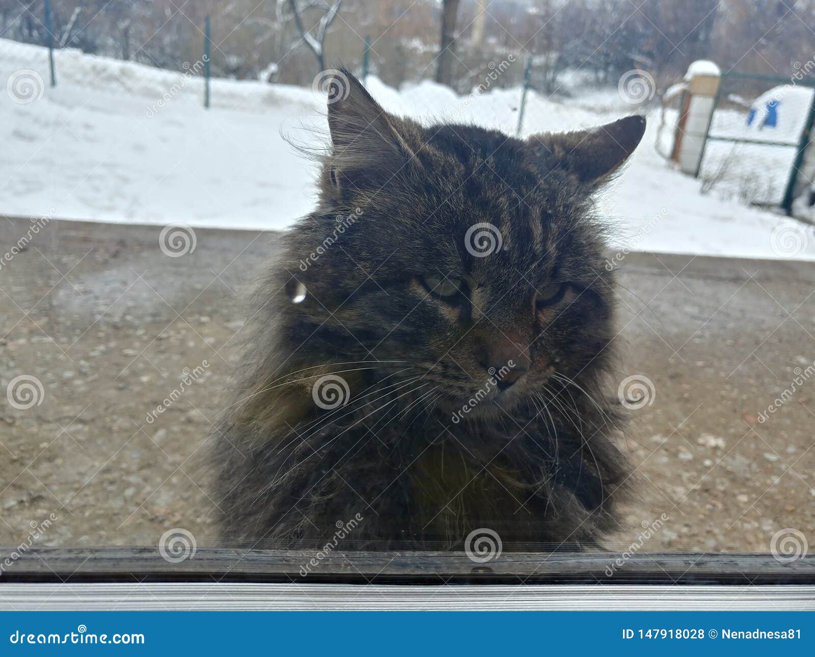 Big Fluffy Cat Waiting for a Lunch Stock Photo - Image of lunch ...