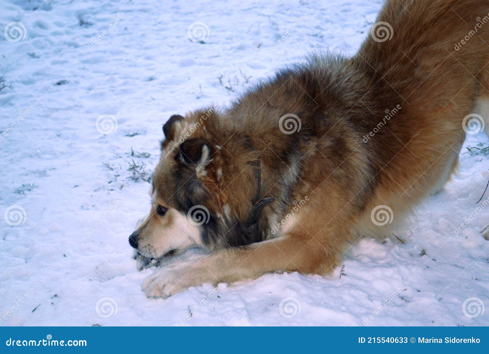 Big Fluffy Dog with Brown Hair in the Snow Stock Image - Image of snow ...