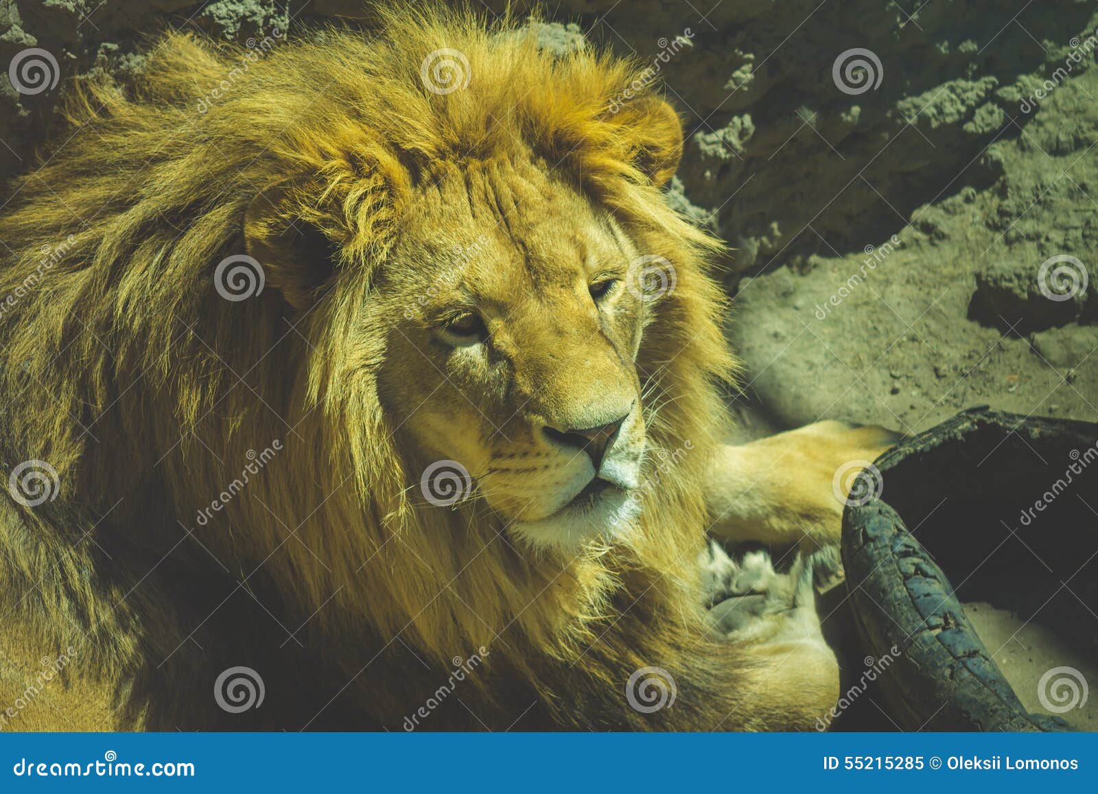 Big fluffy lion lying down stock image. Image of mane - 55215285