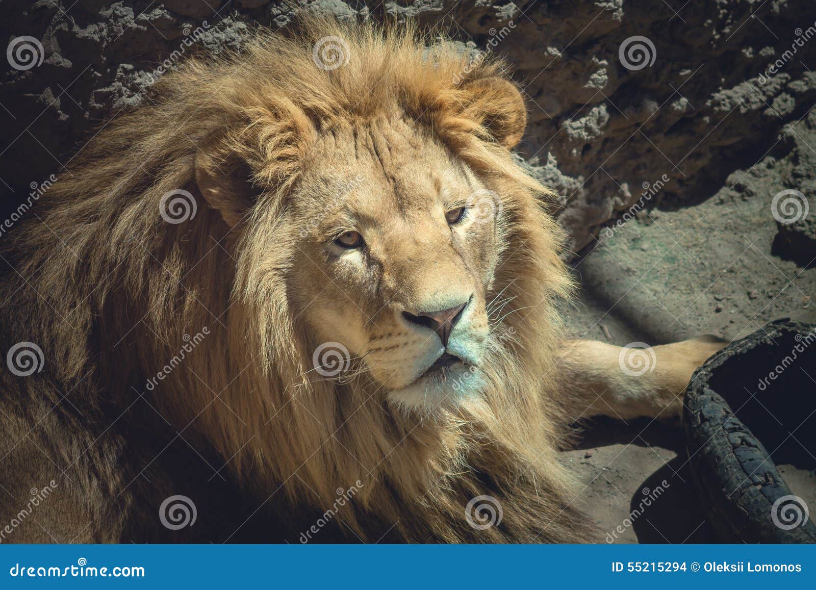 Big fluffy lion lying down stock photo. Image of nand - 55215294