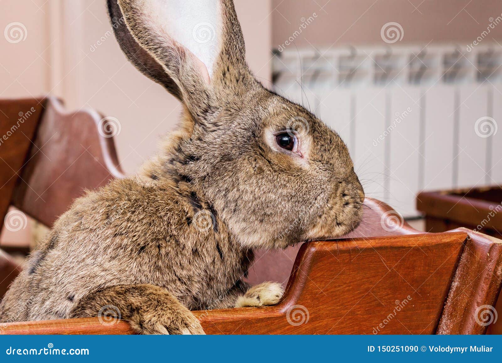The Big Fluffy Rabbit of Breed Flanders Looks Out of the Cage_ Stock ...