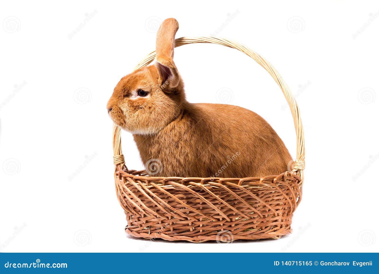 Big Fluffy Red Rabbit in a Basket, Isolate Stock Image - Image of clean ...