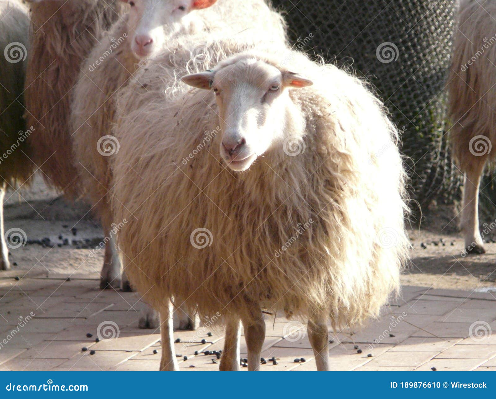 Big and Fluffy White Sheep Standing on the Ground Stock Photo - Image ...