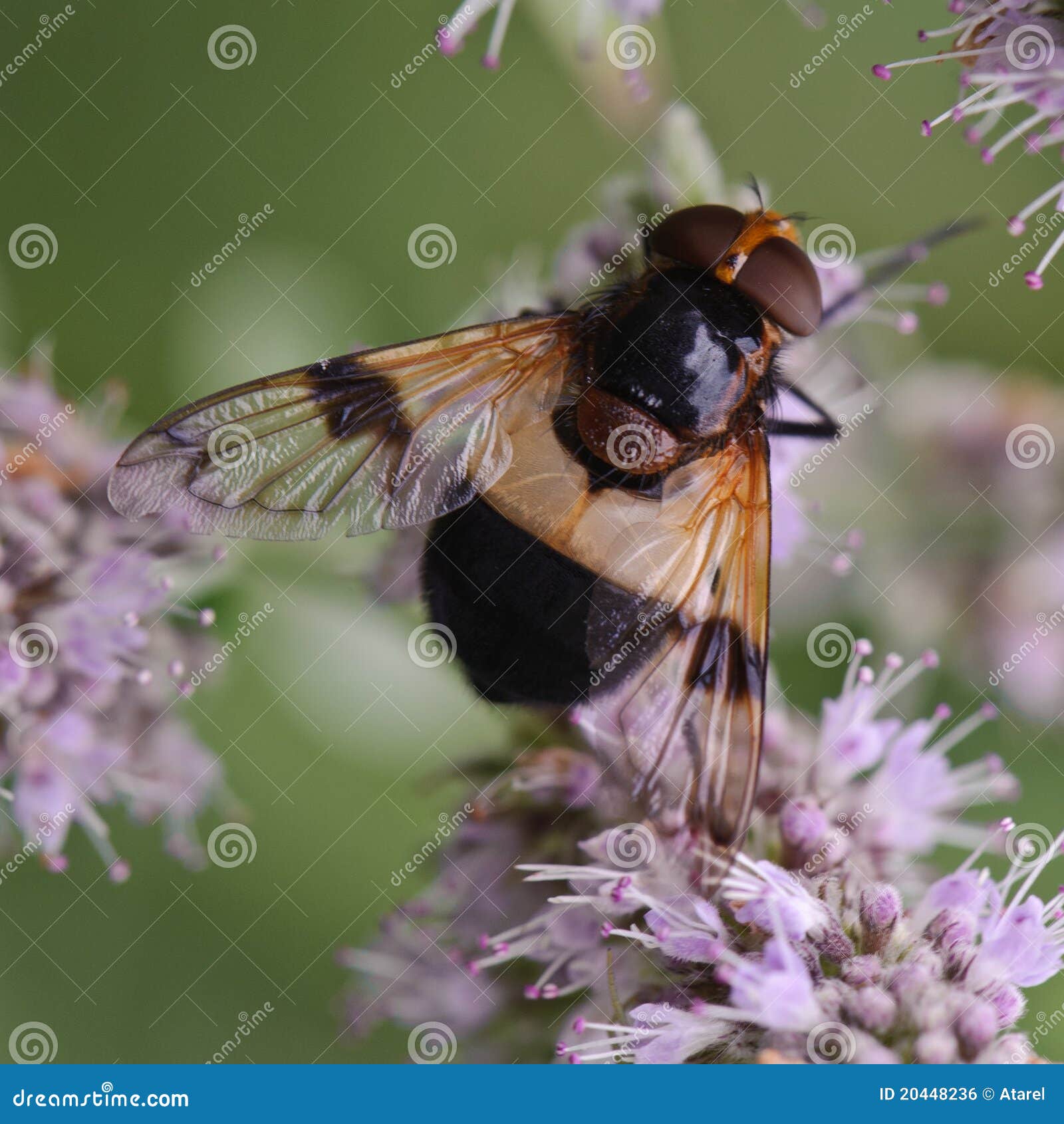 Big Fly stock photo. Image of closeup, close, macro, nature - 20448236