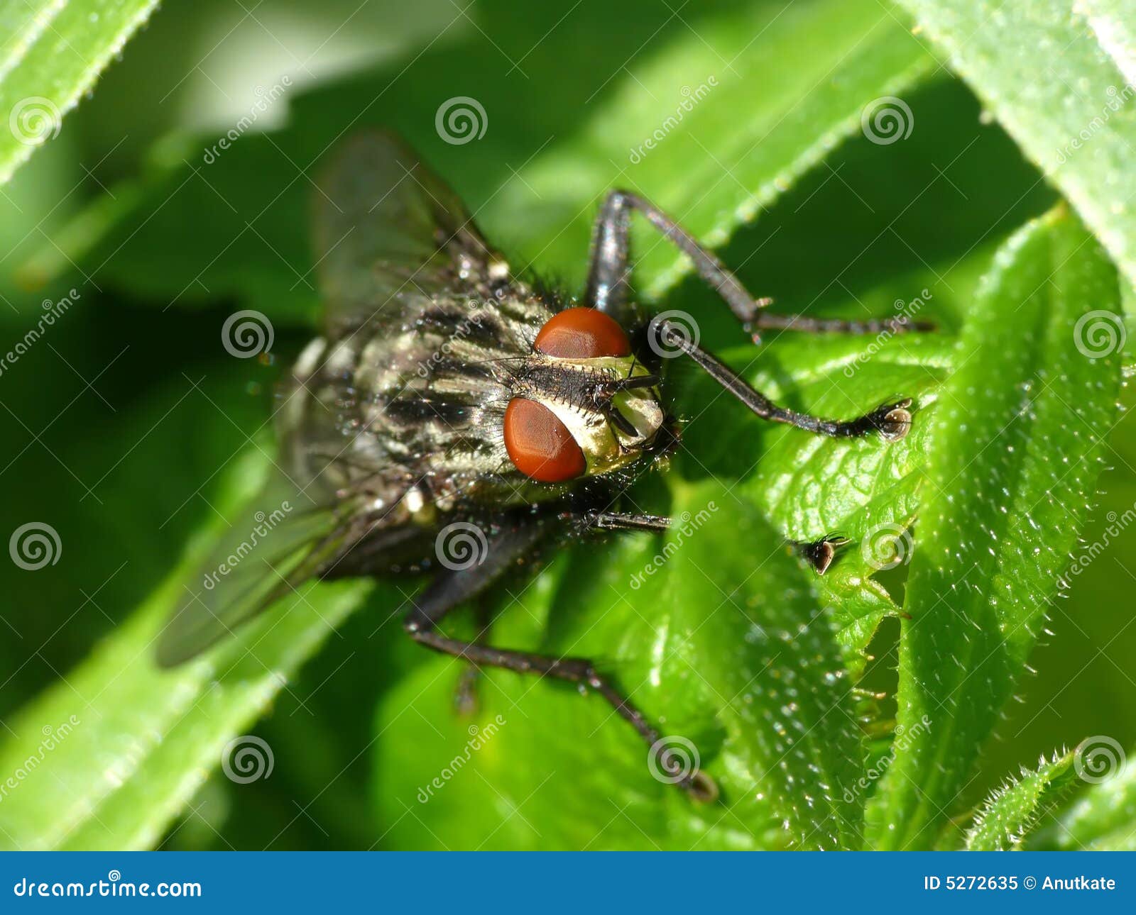 Big fly stock image. Image of flying, insecticide, grass - 5272635