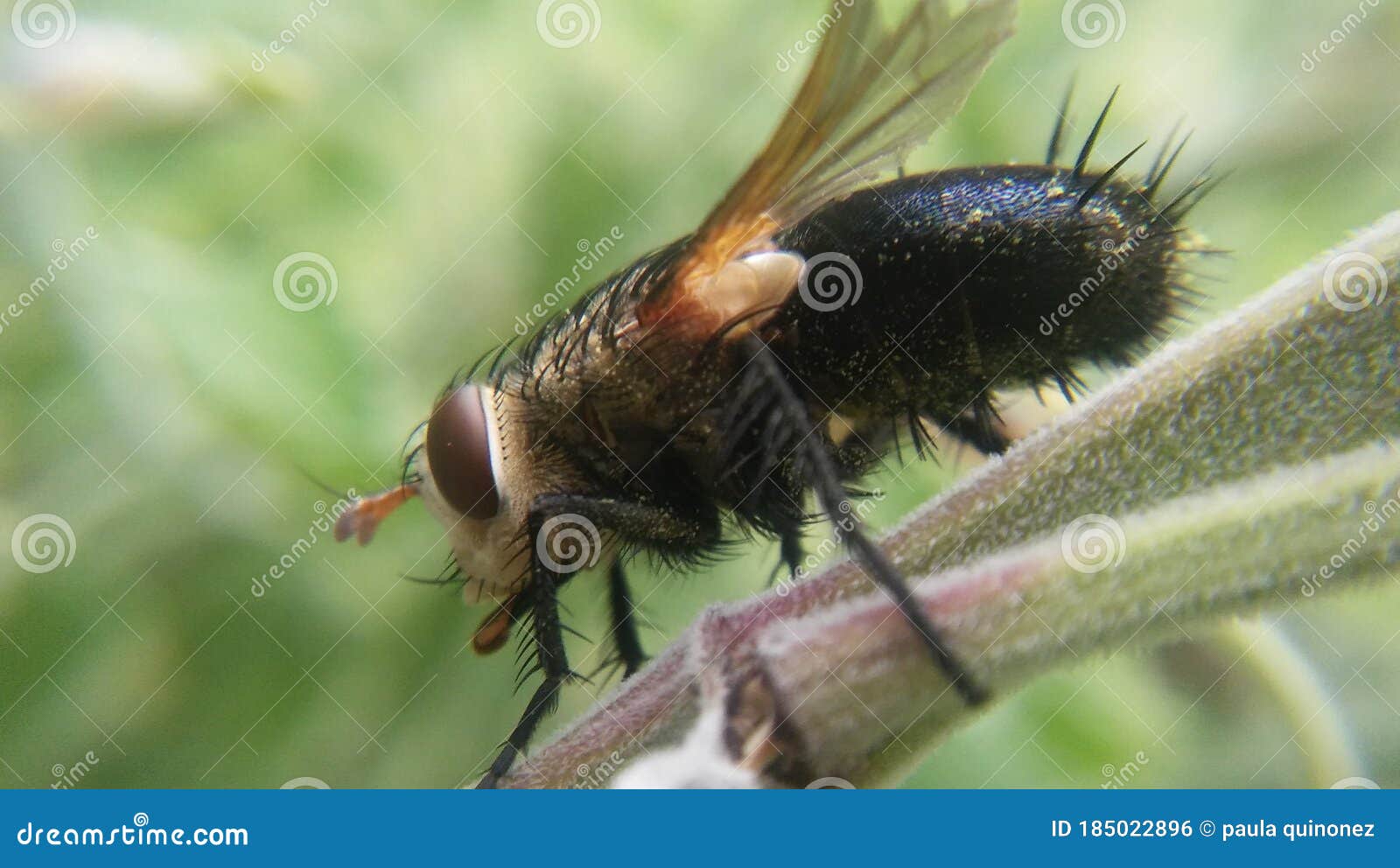 A big fly with antennas stock photo. Image of pollinator - 185022896
