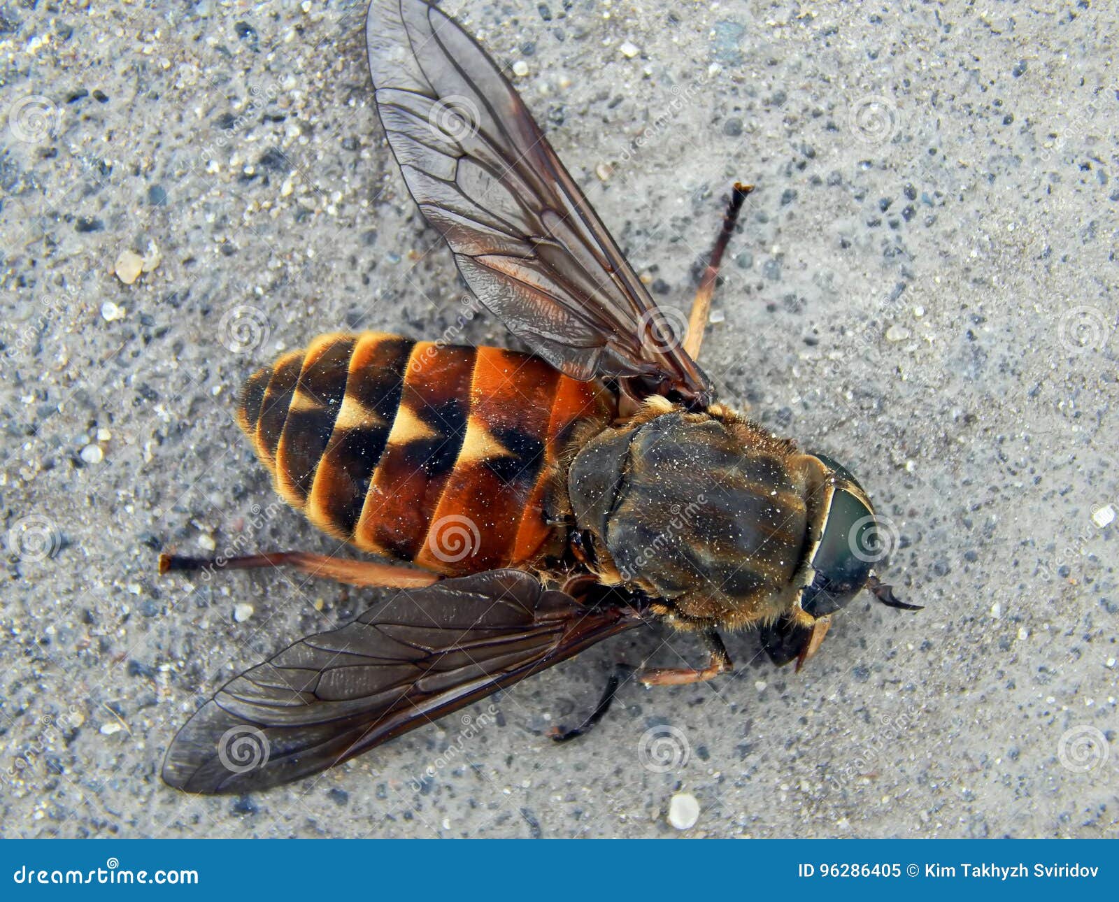 Big fly closeup stock image. Image of detail, green, outdoor - 96286405