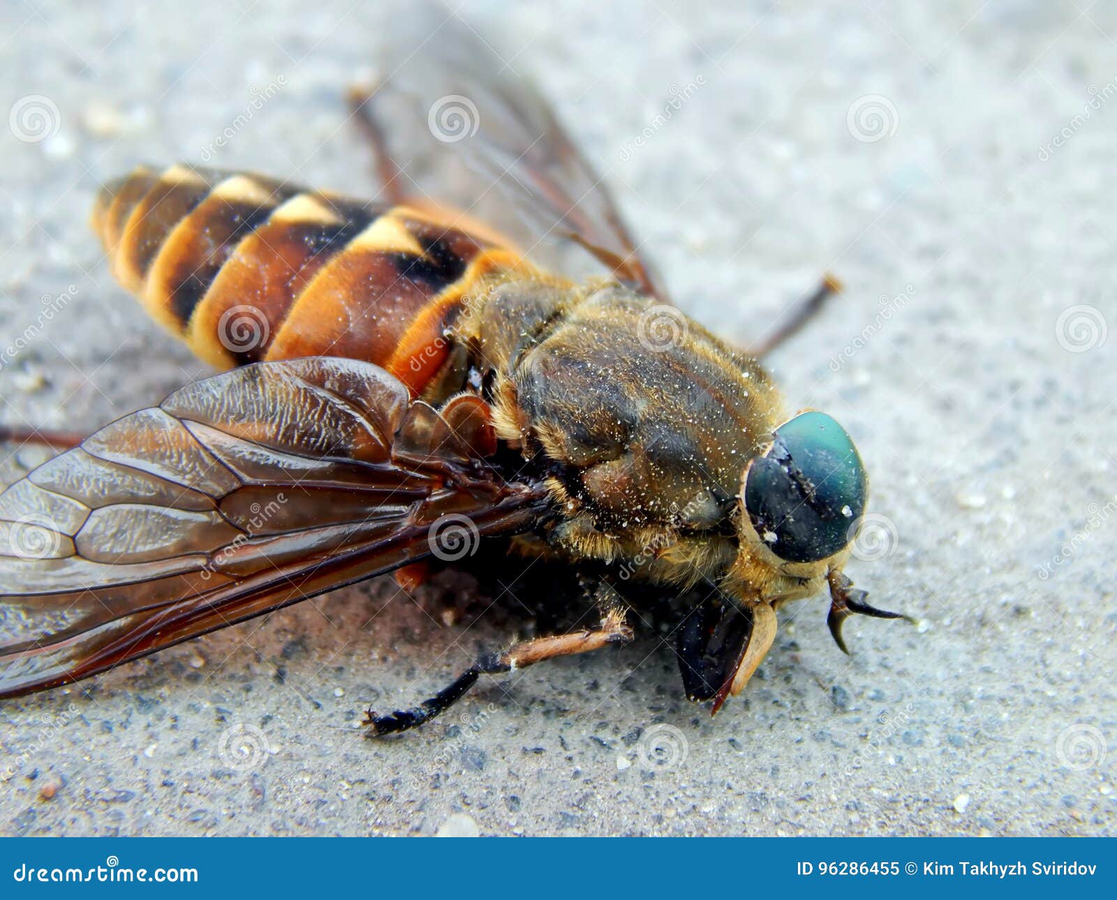 Big fly closeup stock image. Image of creepy, animals - 96286455