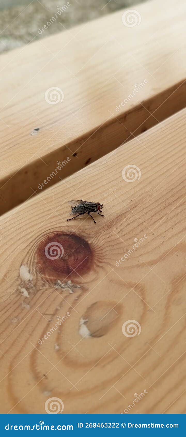 A Big Fly Come To My Table in during Day Stock Photo - Image of ...