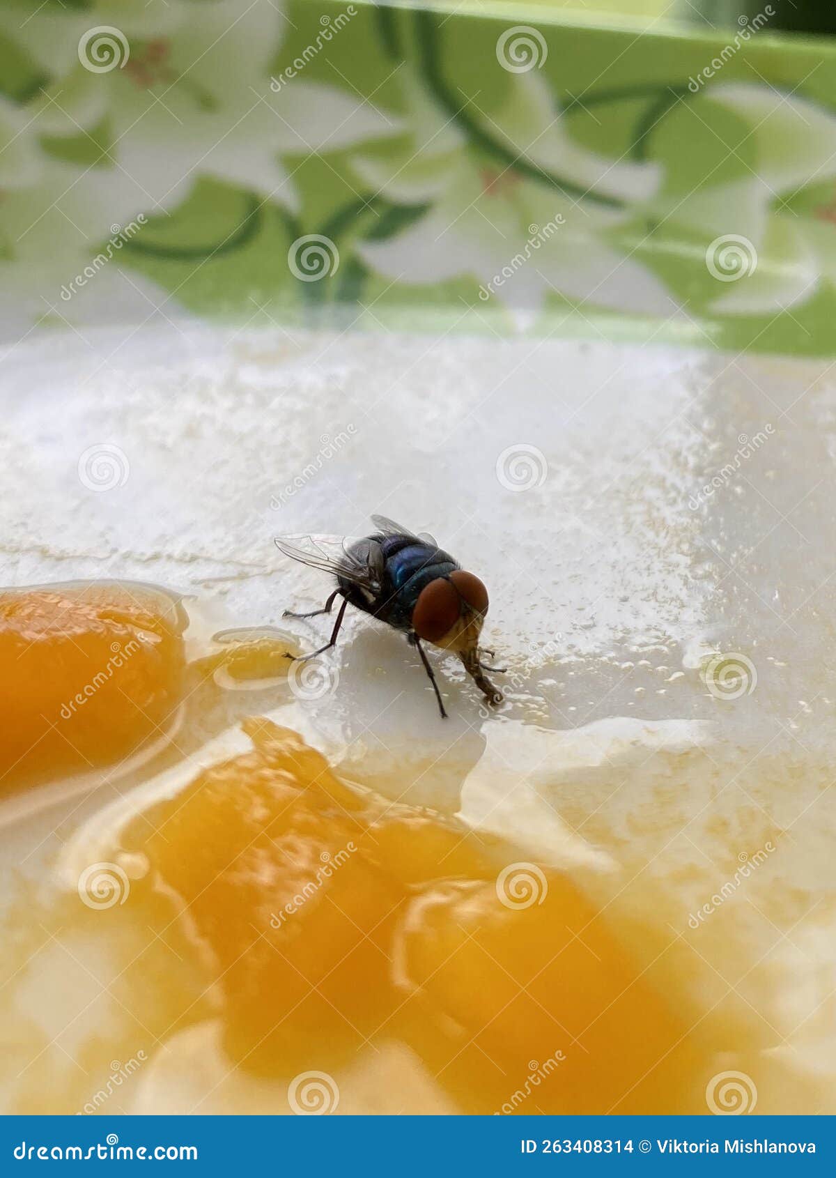 Fly is Eating Mango on the Plate. Stock Photo - Image of invertebrate ...
