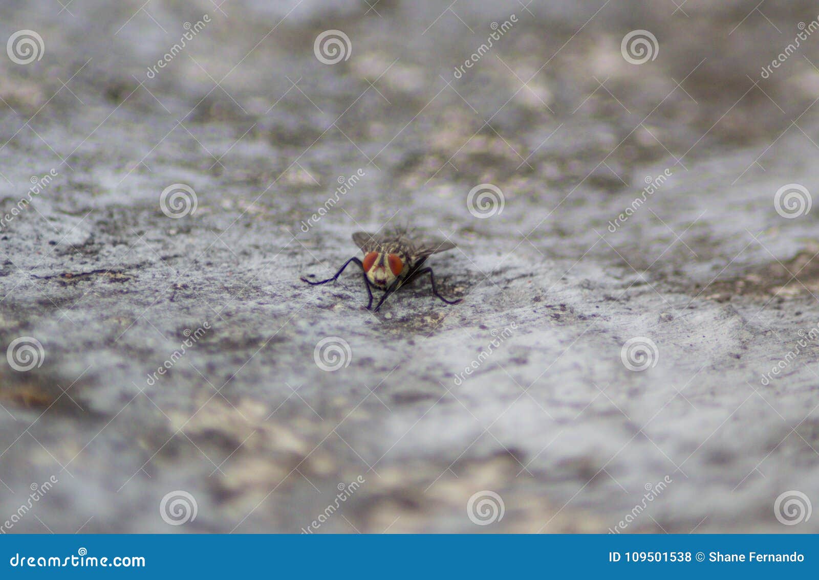 Big fly with red eyes stock photo. Image of wildlife - 109501538