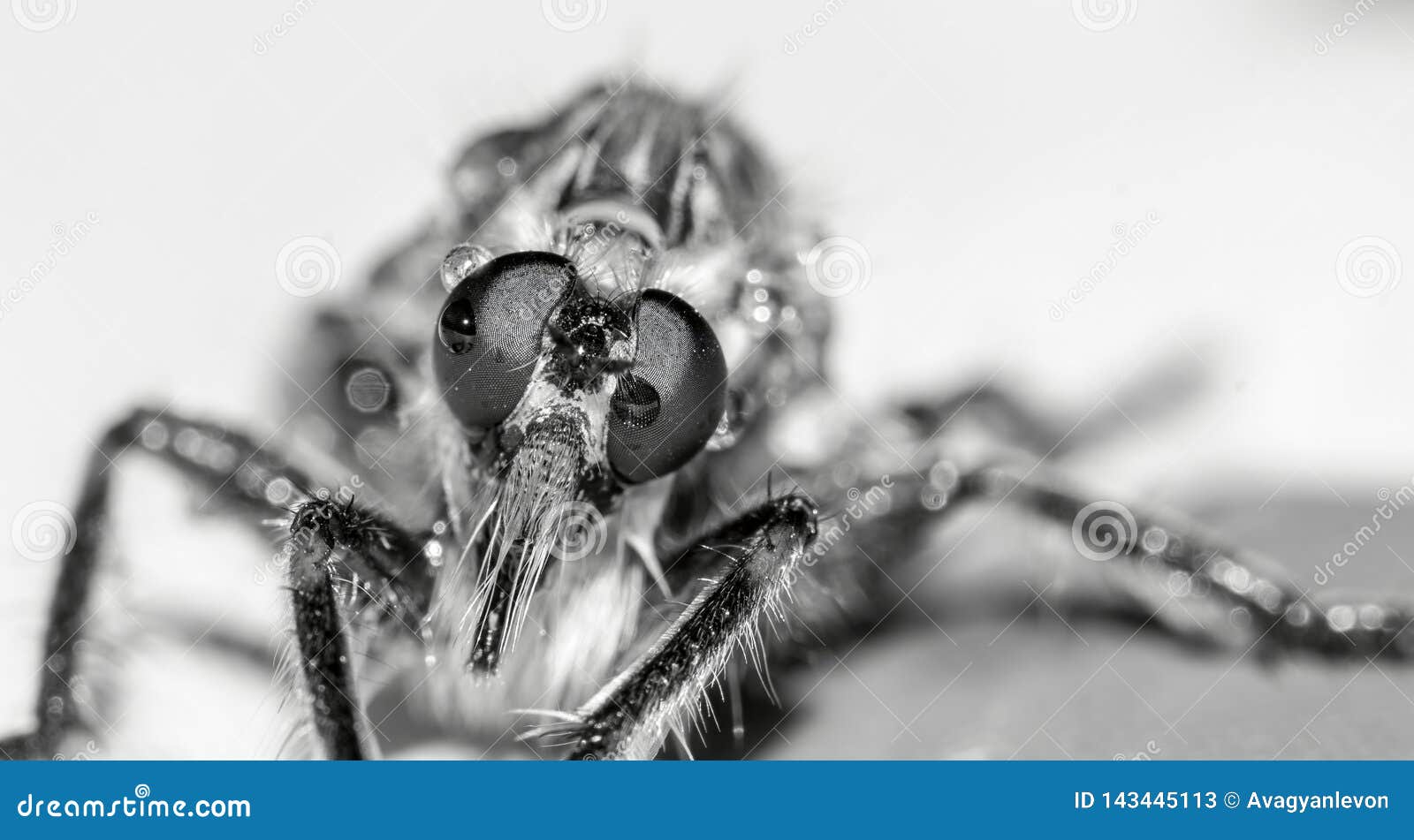 Big Fly Insect stock image. Image of magnification, sharp - 143445113