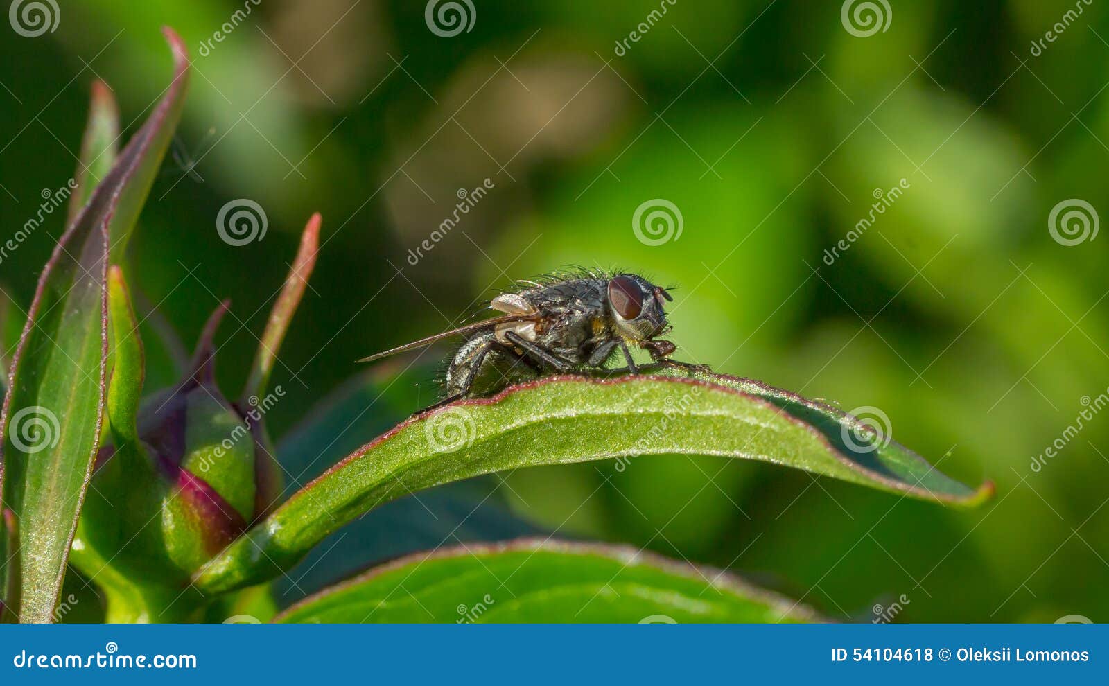 Big fly stock photo. Image of wings, drinks, beautiful - 54104618