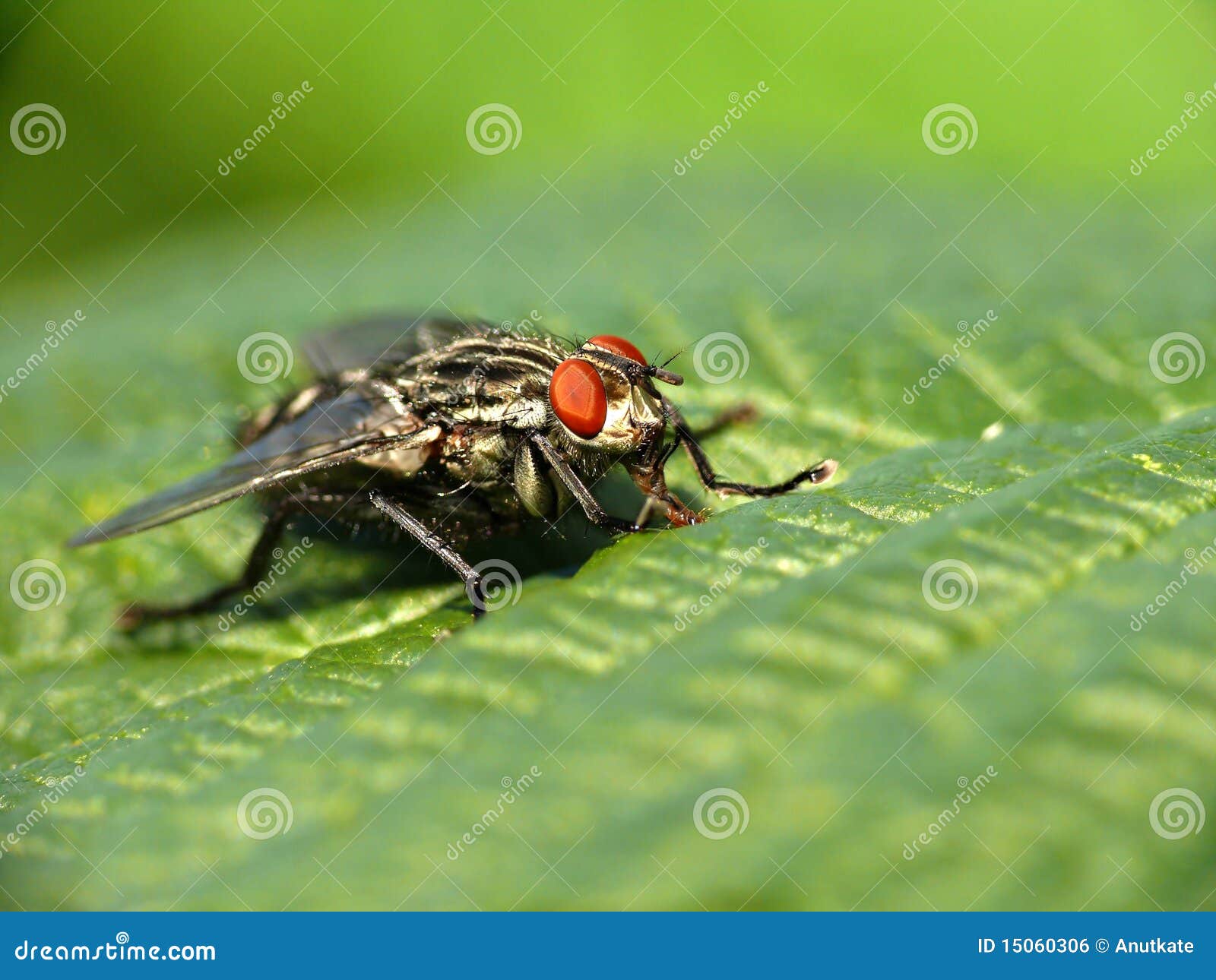 Big fly on leaf stock photo. Image of blowfly, wings - 15060306