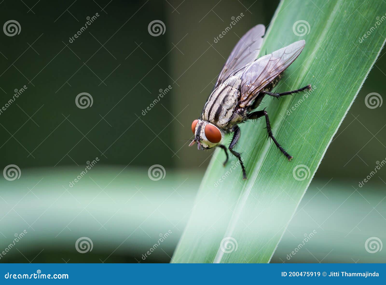 A big fly on the leaf stock image. Image of disgusting - 200475919