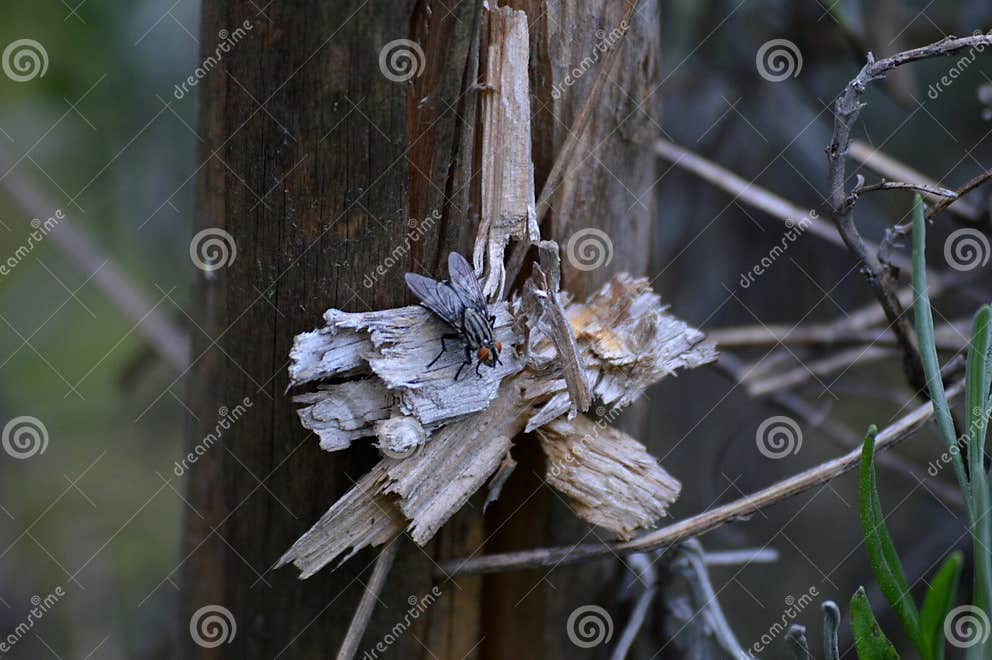 Big fly on a tree stock image. Image of nature, flower - 289395203