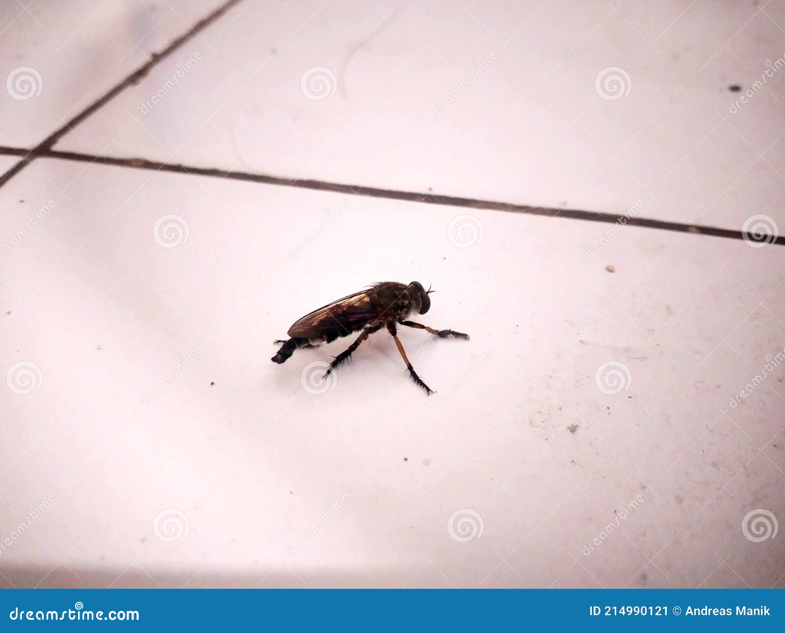 A Silent Insect on the Floor Stock Image - Image of latin, flys: 214990121
