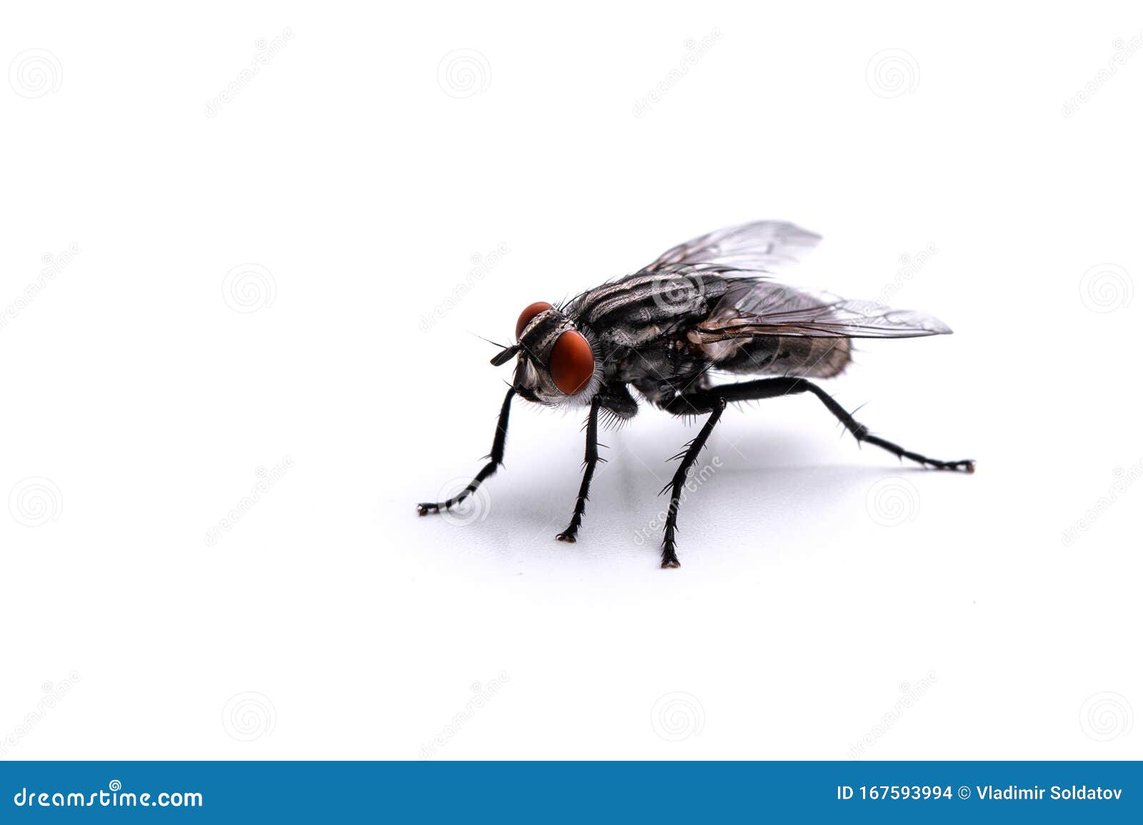 Big Fly on a White Background Stock Photo - Image of biology, animal ...