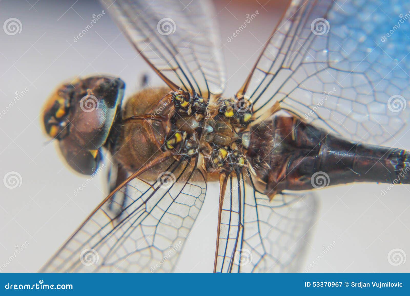 Big Fly Wings Stock Photo - Image: 53370967