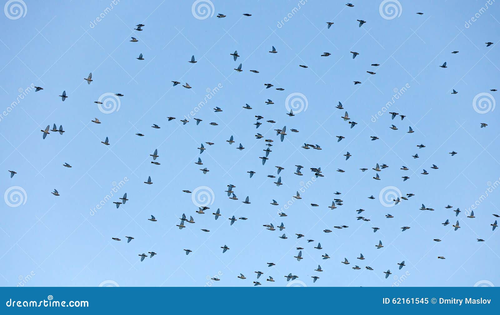 Big Flying Flock of Waxwings Stock Image - Image of background ...
