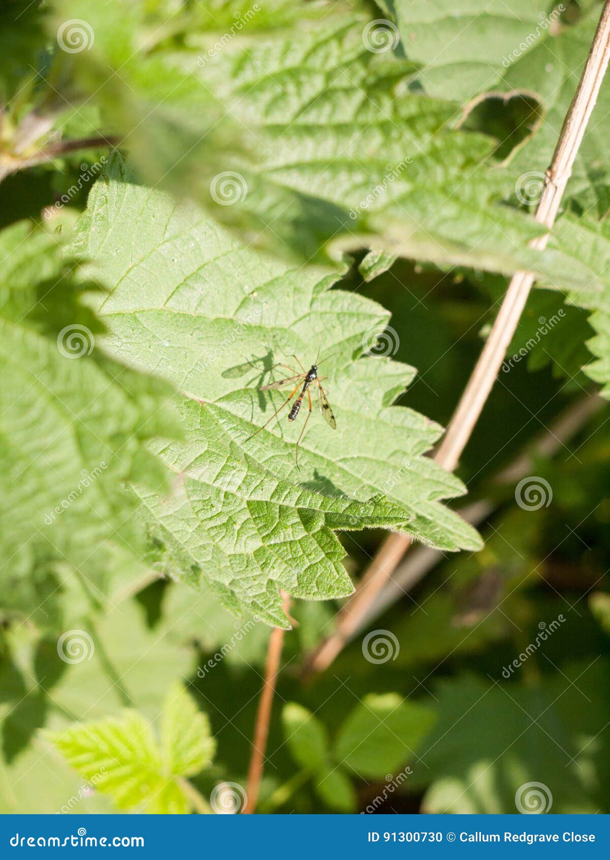 A Big Flying Insect Resting upon a Leaf in Spring and Casting a Stock ...