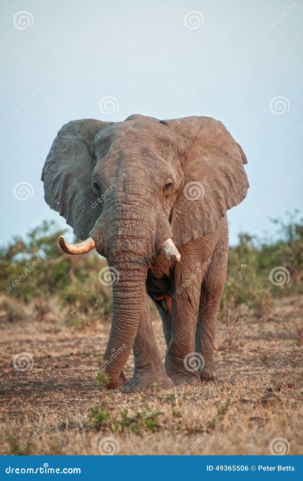 Big Foot Elephant stock photo. Image of ears, tall, tusks - 49365506