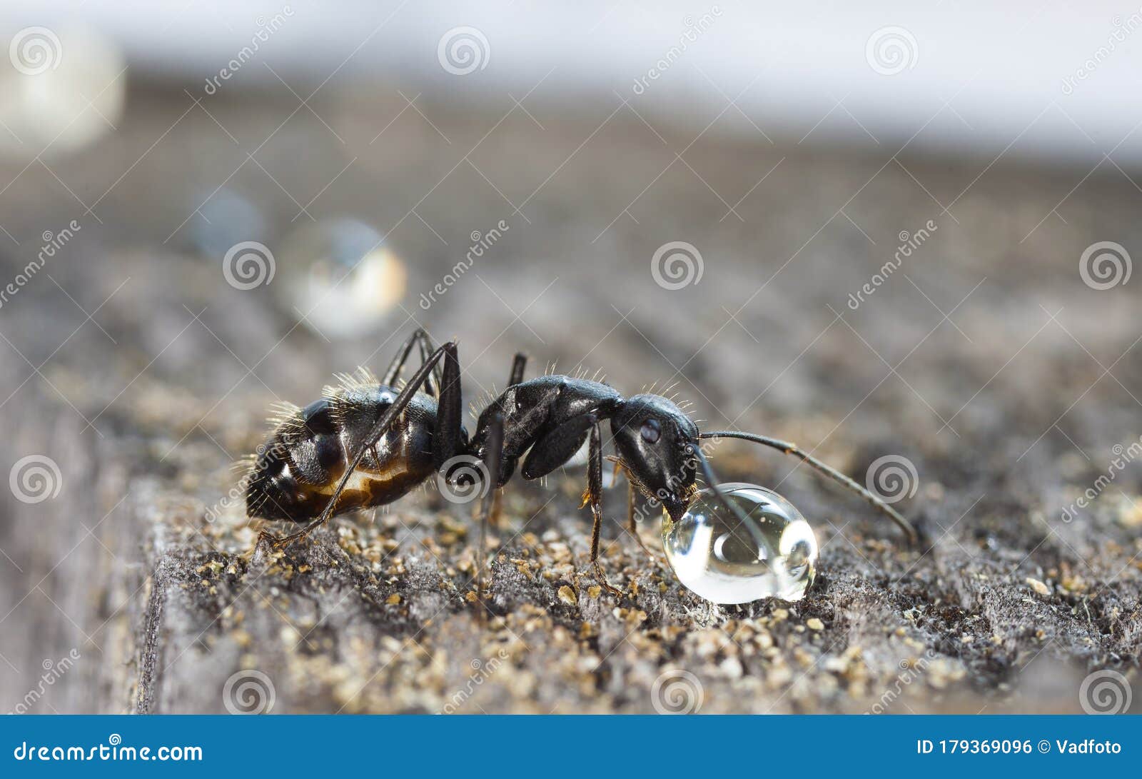 Big Forest Ants in a Native Habitat Stock Photo - Image of black, hill ...