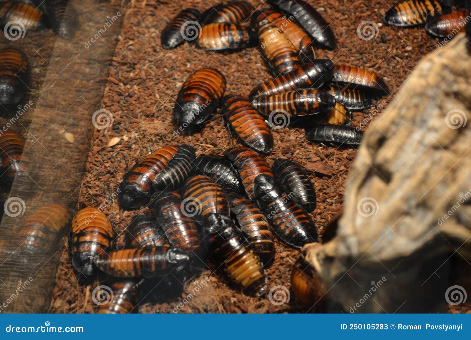 Big forest cockroaches stock image. Image of wildlife - 250105283