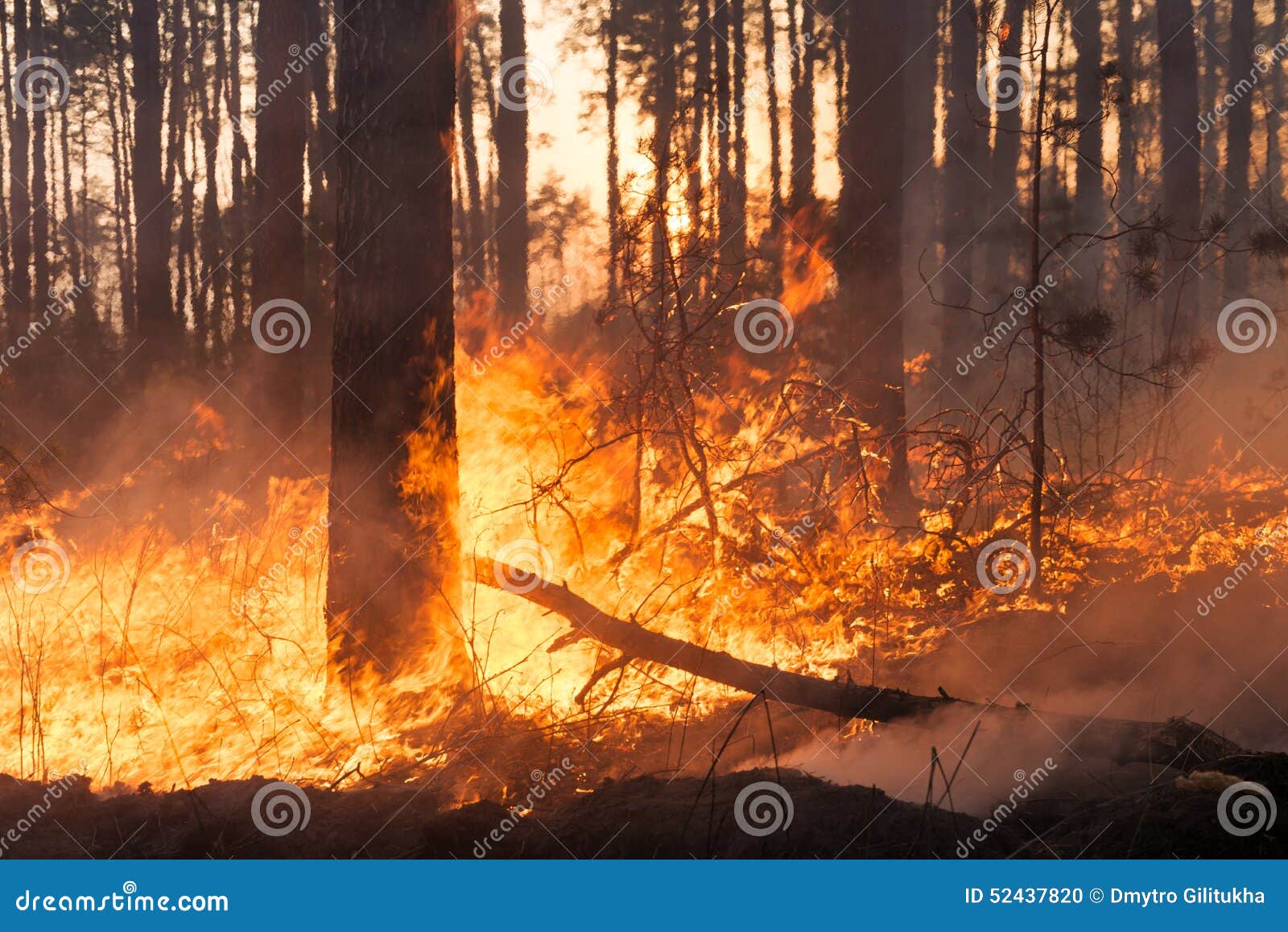 Big Forest Fire In Pine Stand Stock Photo - Image of flame, fire: 52437820