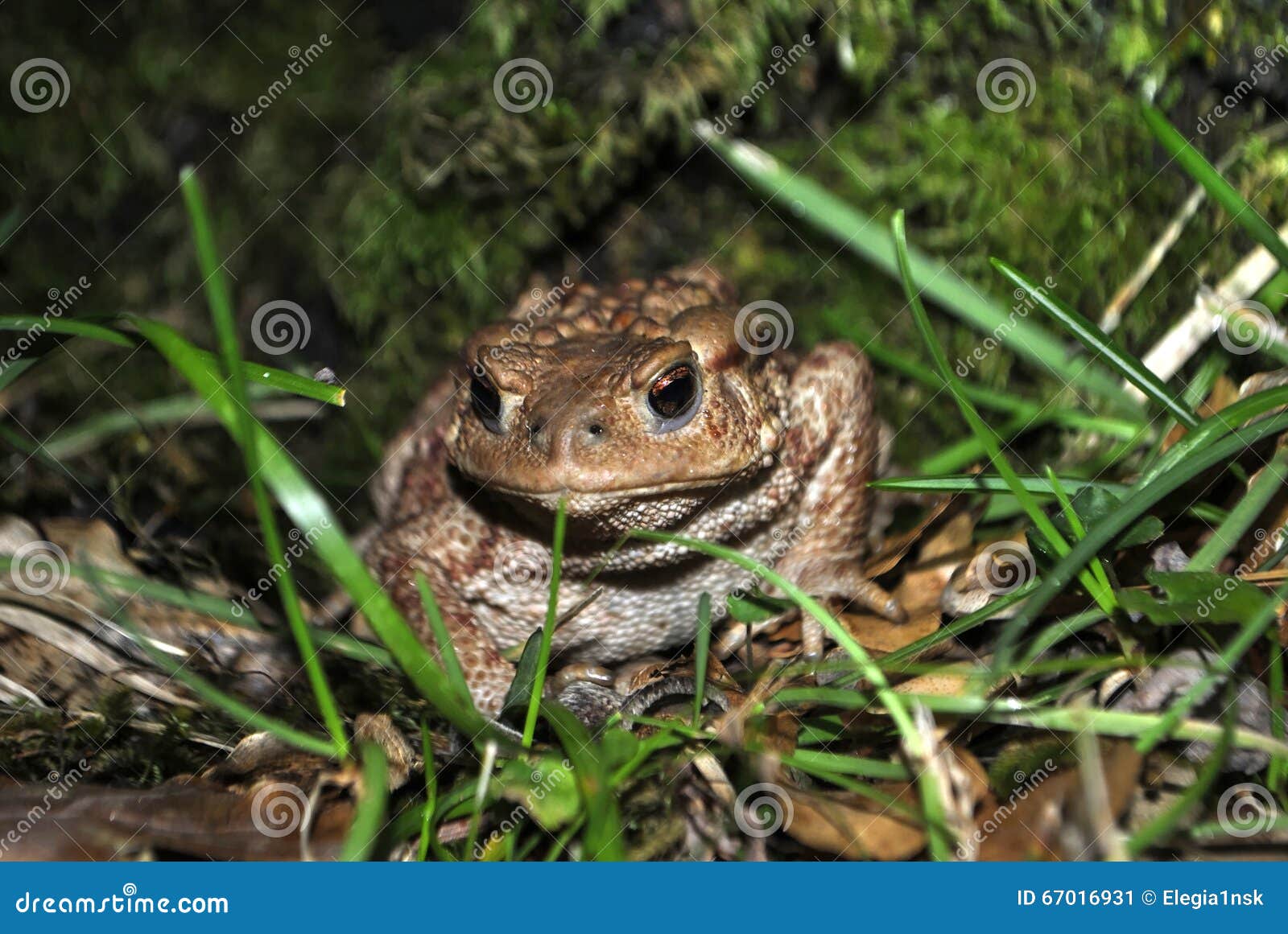Big forest toad stock image. Image of fauna, floor, reptile - 67016931