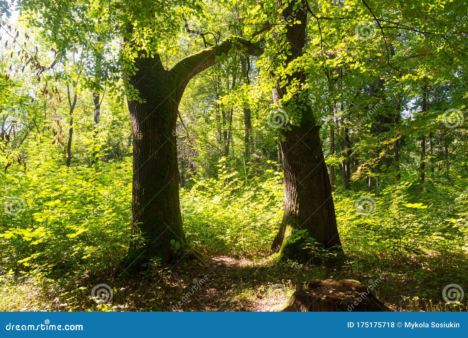 Big Forest Trees in the Sunlight. Beautiful Park View Stock Photo ...
