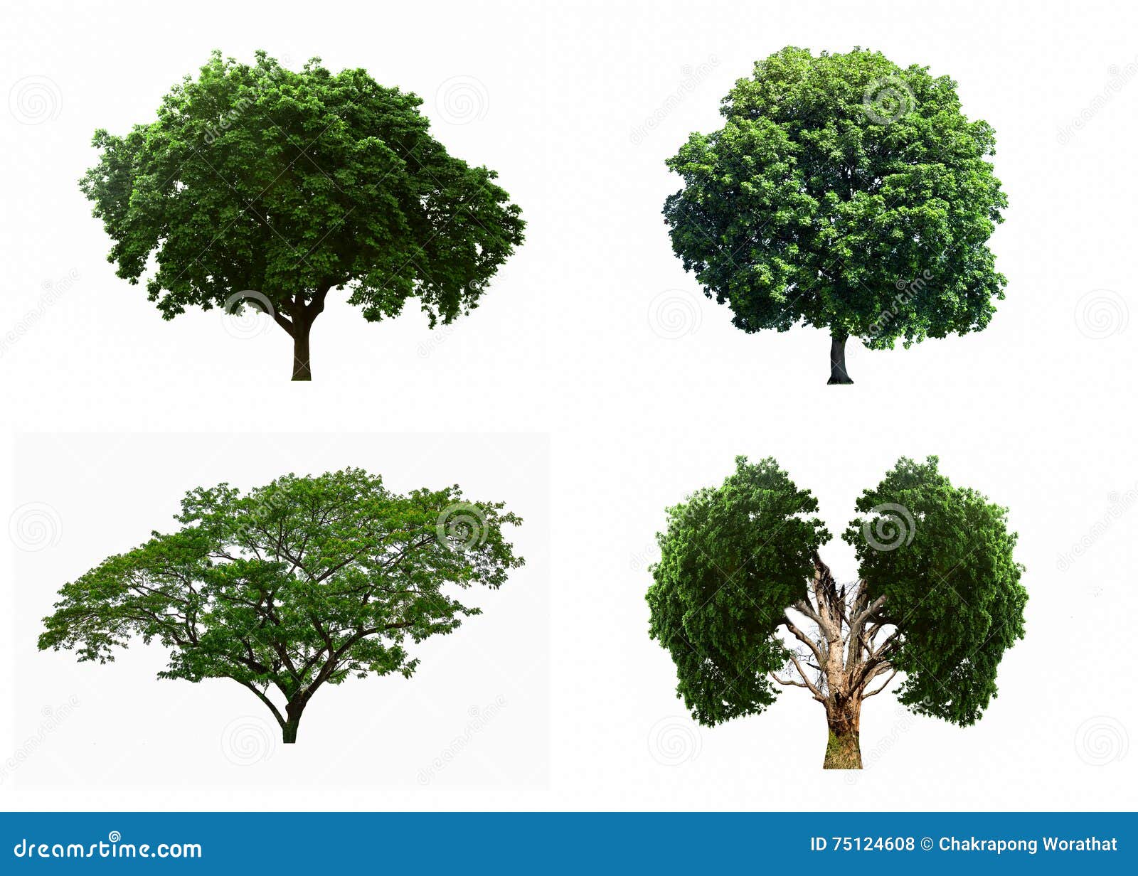 Four Tree Trunks. Stock Photography | CartoonDealer.com #214351670